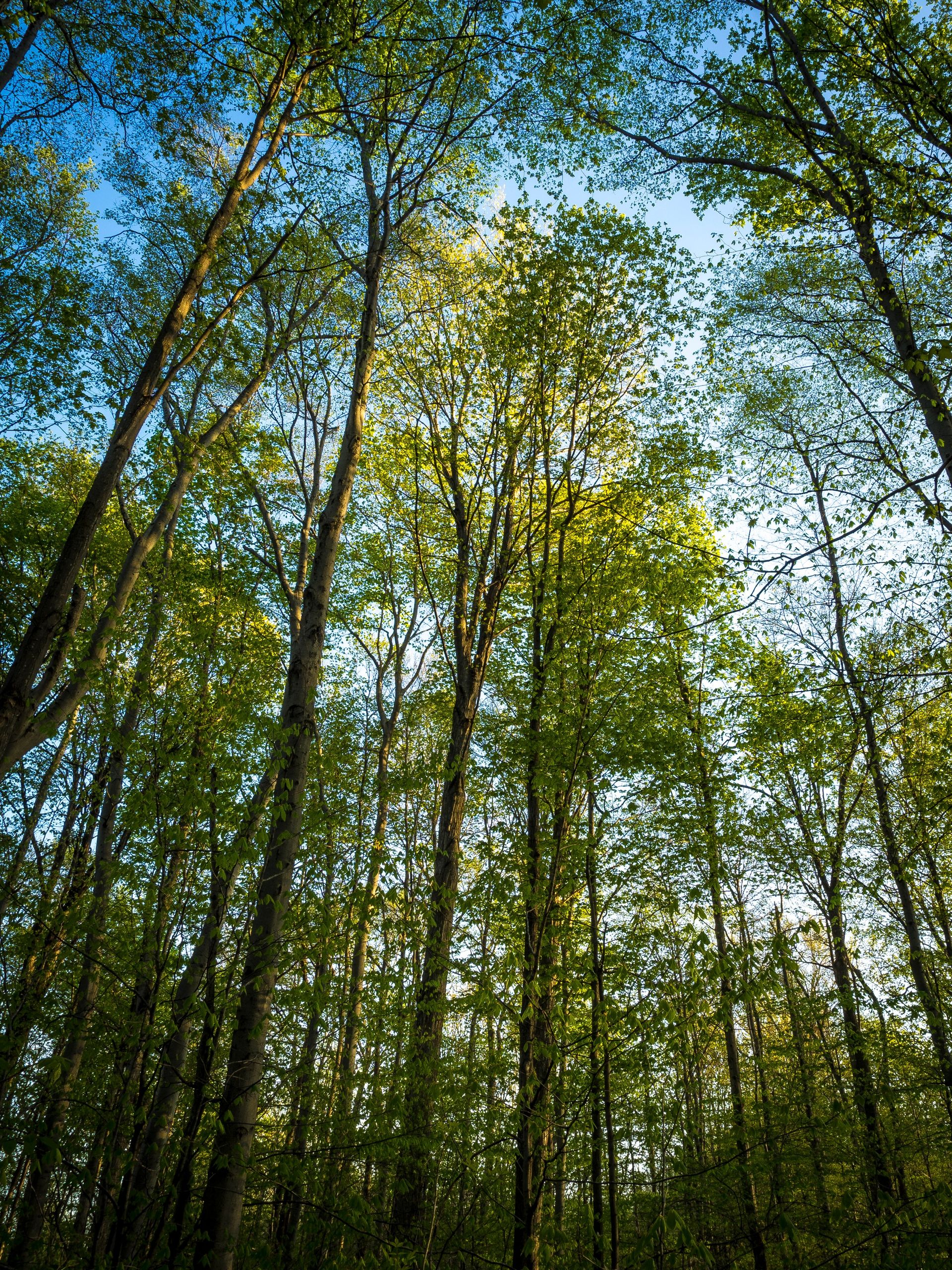 The Sky over the Sacred Grove